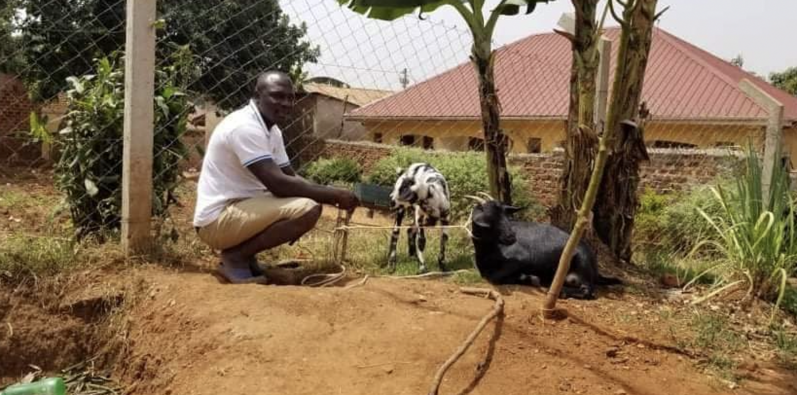 Two Goats For Uganda-Amolatar - Burton Hathow | Preparatory School‎